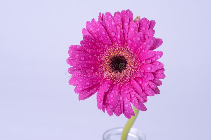 Pink Gerbera Daisy Covered with Water Droplets Stock Photo - Image of ...