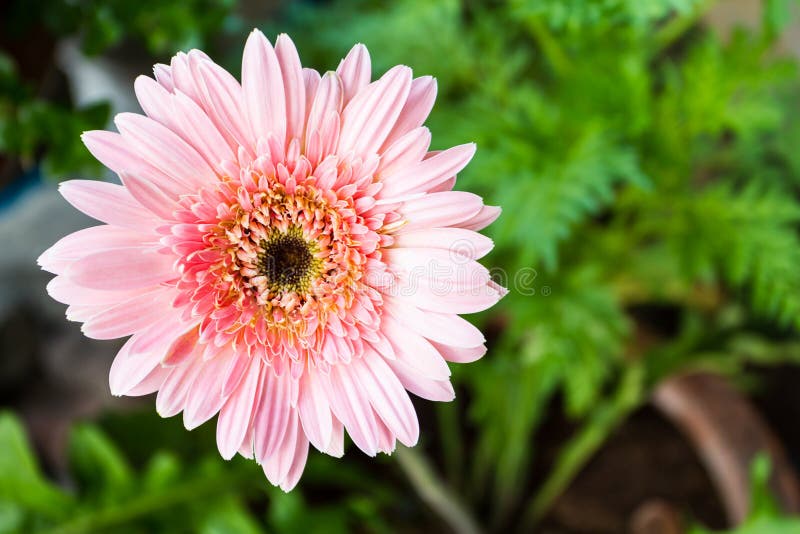 Pink gerbera daisy flower stock photo. Image of decorating - 37557800