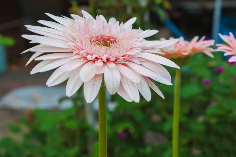 Pink gerbera daisy flower stock image. Image of botany - 195081395