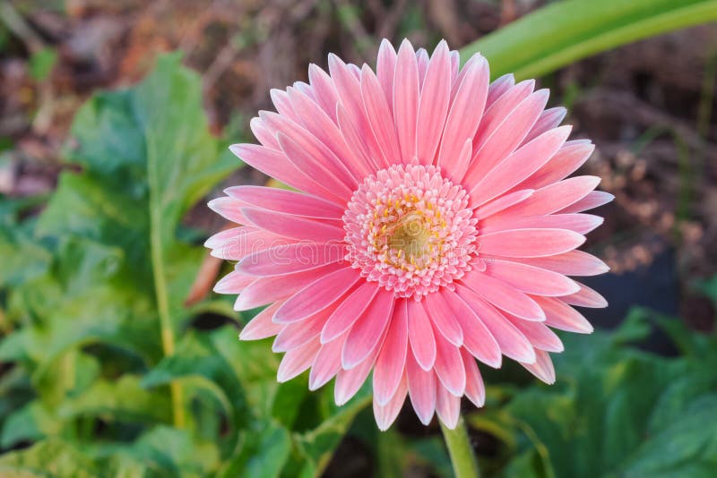 Pink gerbera daisy flower stock photo. Image of head - 195081722