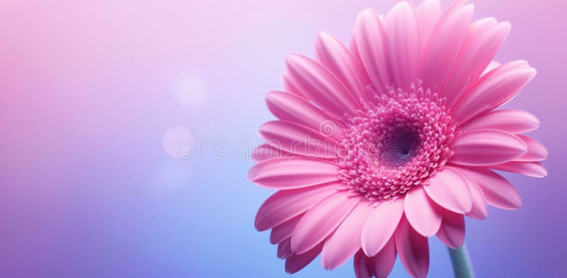 Pink Gerbera Daisy Pink Gerbera Flower Pink Gerber Daisy Stock ...