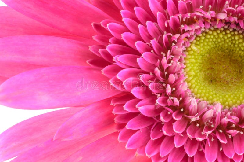 Macro Gerbera Flower, Water Droplets Stock Image - Image of capitulum ...