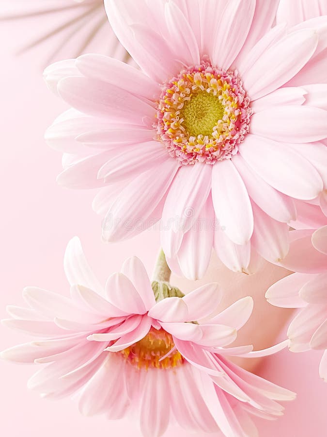 Pink gerbera daisy flower stock photo. Image of petals - 244129636