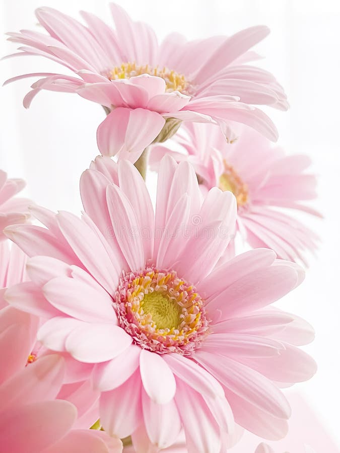 Pink gerbera daisy flower stock photo. Image of spring - 243648754