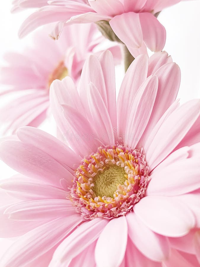 Pink gerbera daisy flower stock photo. Image of bloom - 243648756
