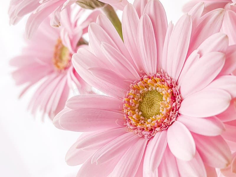 Pink gerbera daisy flower stock photo. Image of bouquet - 243648758