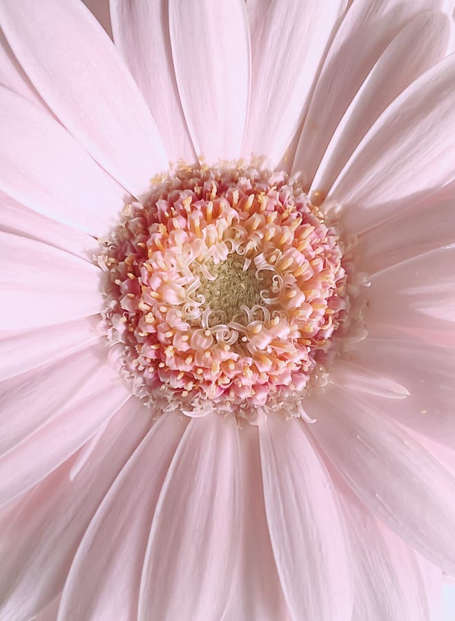 Pink gerbera daisy flower stock photo. Image of petals - 244129636