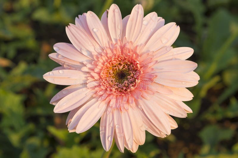 The Pink Gerbera Daisy Flower Stock Photo - Image of botanical, closeup ...