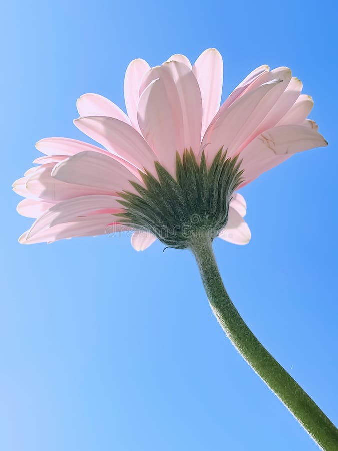 Pink Gerbera Daisy Flower and Sunny Sky, Spring Nature Stock Image ...
