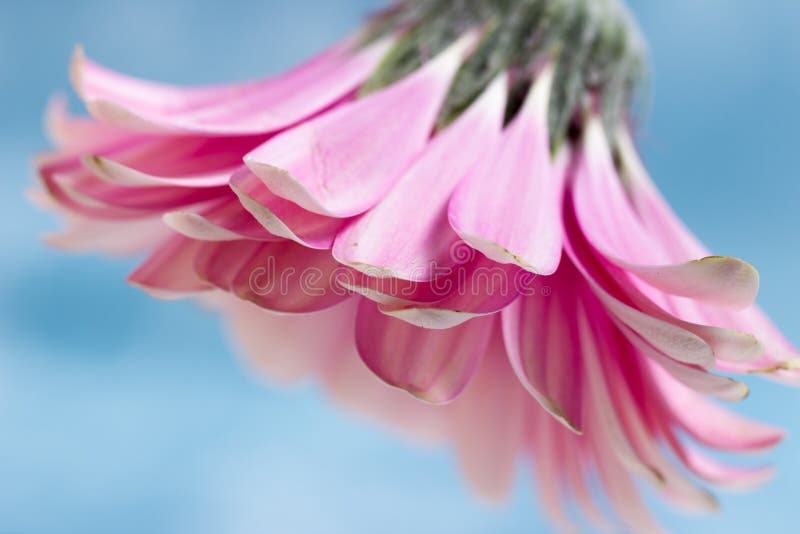 Pink Gerbera Daisy stock photo. Image of fresh, nature - 69157336