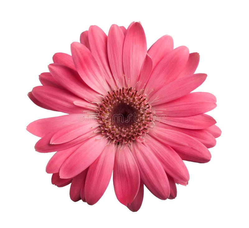 Pink gerbera stock photo. Image of corolla, inflorescence - 53921836