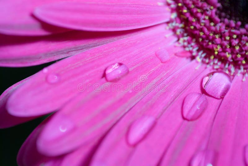 Pink Gerbera flower stock photo. Image of close, floral - 5299712