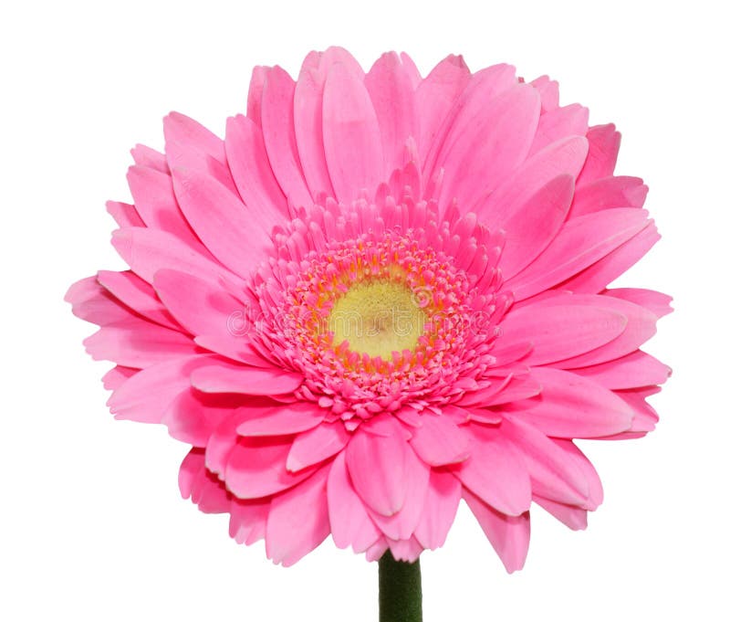 Pink Gerbera Flower stock image. Image of stamen, gerbera - 8139735
