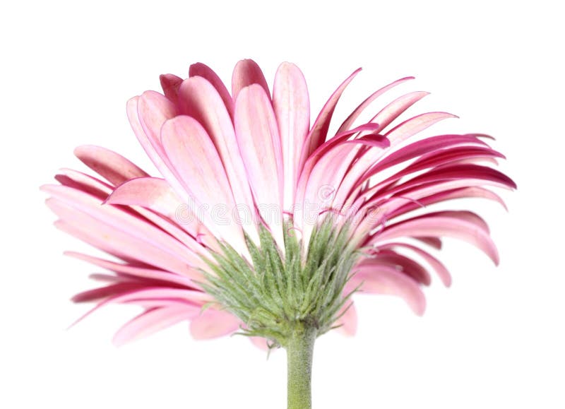 Pink Gerbera Flower from the Back Stock Image - Image of daisies ...
