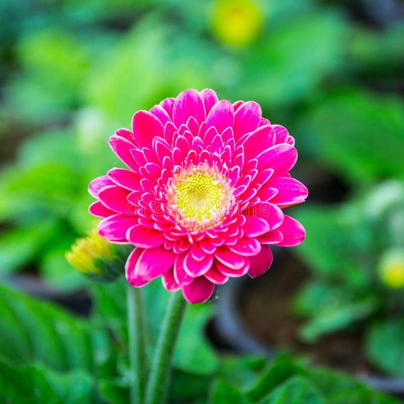 Pink gerbera stock image. Image of gerber, nature, colorful - 36427589