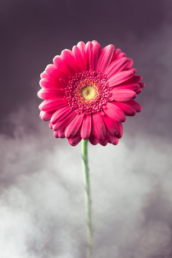 Flower in smoke stock image. Image of postcard, fresh - 30017721