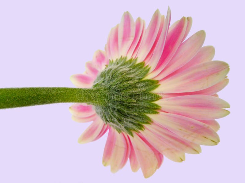 Pink Gerbera Flower Viewed from Underside Stock Photo - Image of ...