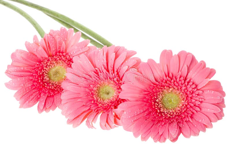 Gerbera flowers frame stock image. Image of close, beauty - 14166853