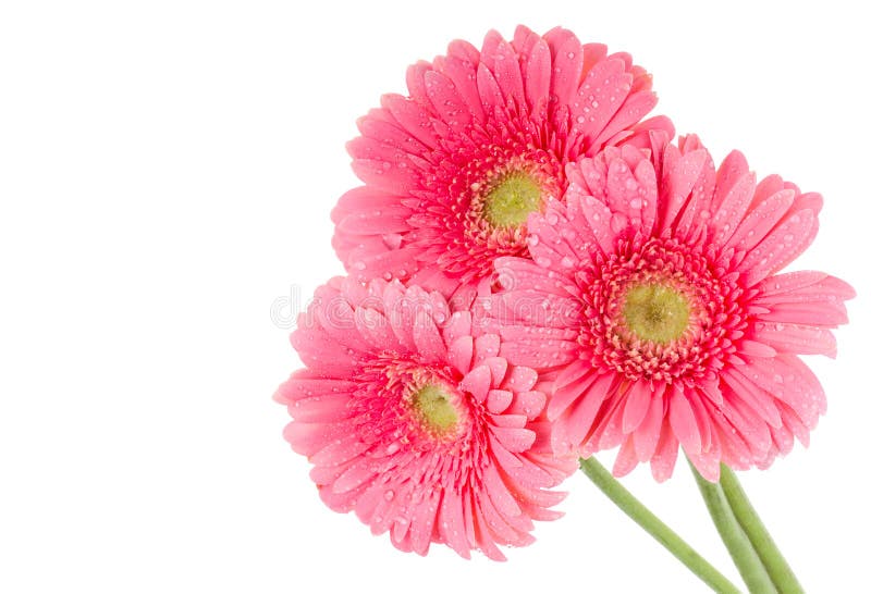 Gerbera flowers frame stock image. Image of close, beauty - 14166853