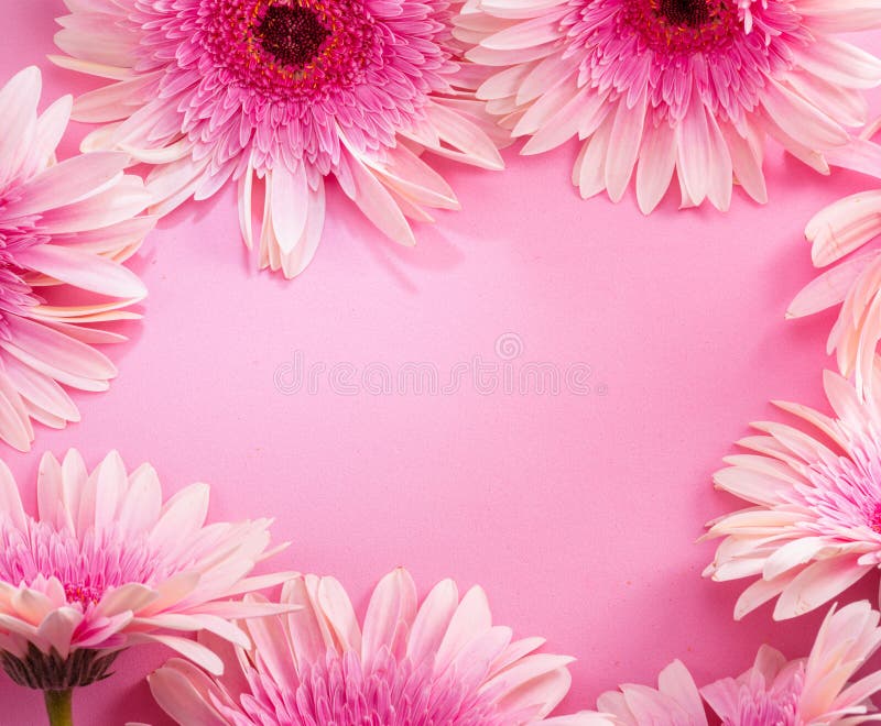 Pink Gerbera Flowers Arranged As a Frame on Pink Background. Top View ...