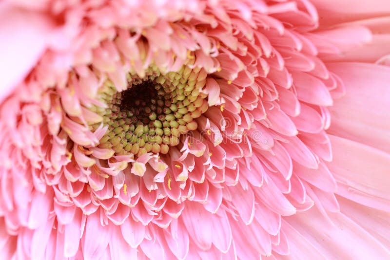 Pink gerbera flowers stock image. Image of garden, beauty - 42016781
