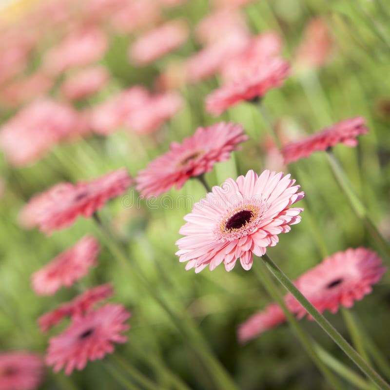 Pink gerbera flowers stock photo. Image of farm, dutch - 46901994