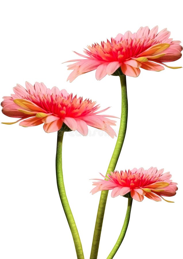 Pink Gerbera Flowers Standing Tall Over White Background. Stock Image ...