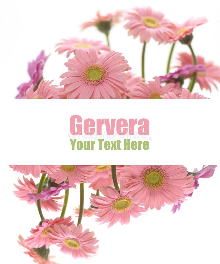 Pink gerbera frame stock image. Image of close, pink - 20766903