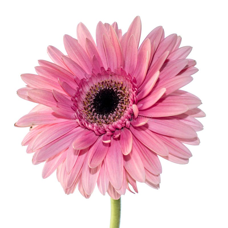 Detail pink gerbera stock photo. Image of beauty, flower - 19432594