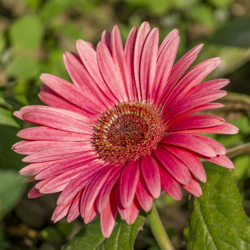 Pink gerbera in the garden stock photo. Image of outdoors - 182950028