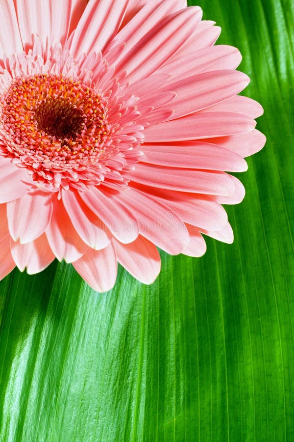 Pink and Green Gerbera Daisies Stock Image - Image of flower, floral ...