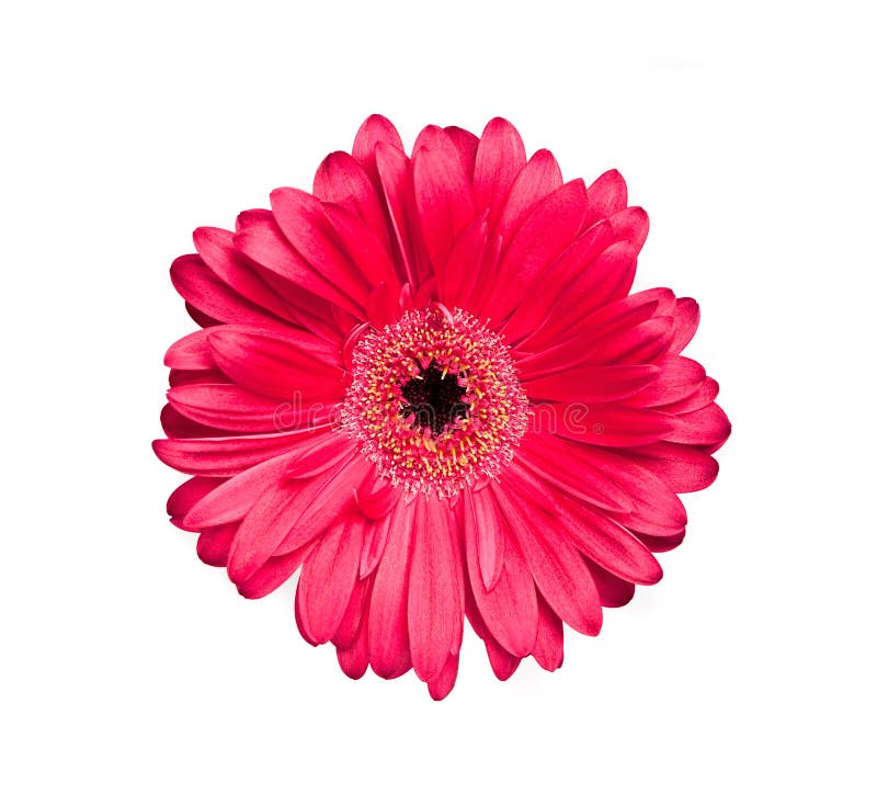 Pink gerbera isolated stock photo. Image of objects - 187458026