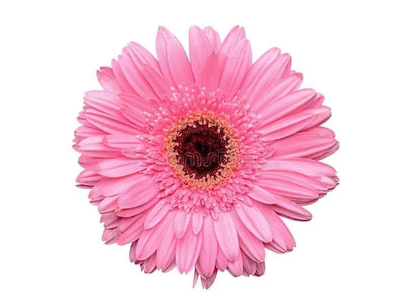 Pink gerbera isolated stock photo. Image of petal, bright - 92542360