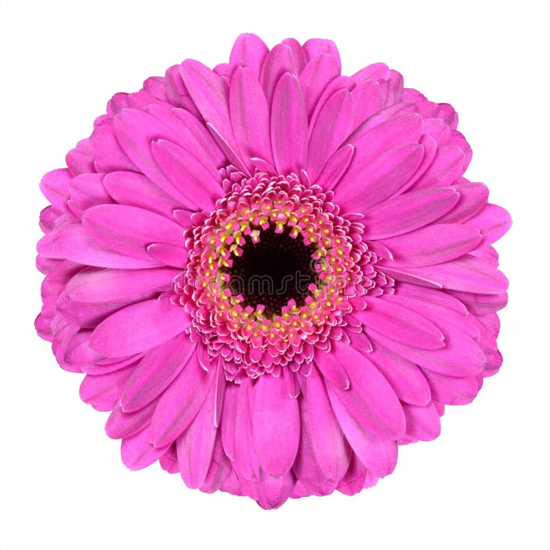 Pink Gerbera Marigold Flower Isolated on White Stock Photo - Image of ...