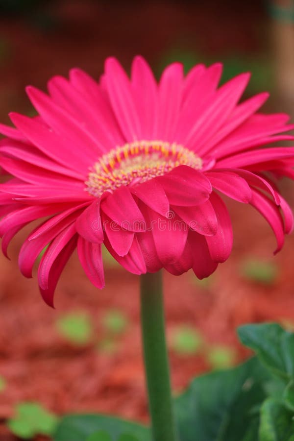 Pink Gerbera stock image. Image of summer, closeup, petals - 118239985
