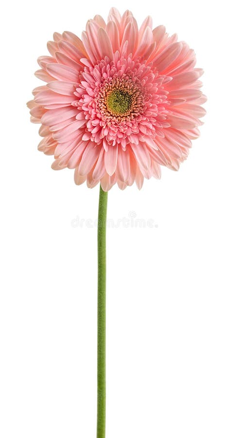 Pink gerbera stock image. Image of flower, head, freshness - 68629509