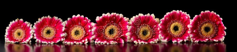 Pink gerberas border frame stock photo. Image of flower - 39268906