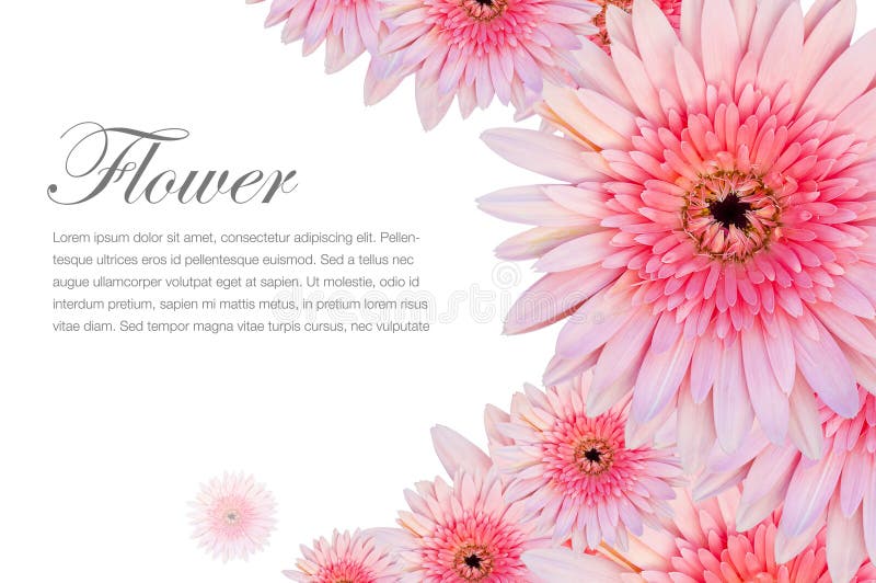 Pink gerberas border frame stock photo. Image of natural - 39268838