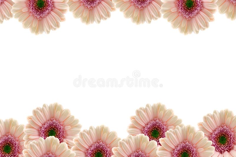Pink Gerberas stock photo. Image of daises, marriage - 30621746