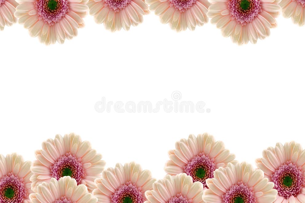 Pink Gerberas stock photo. Image of daises, marriage - 30621746
