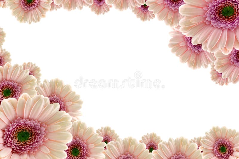 Pink Gerberas stock image. Image of gerbera, pink, flower - 30632365