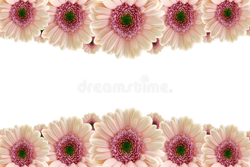 Pink Gerberas stock image. Image of pink, blooms, daisy - 30638997