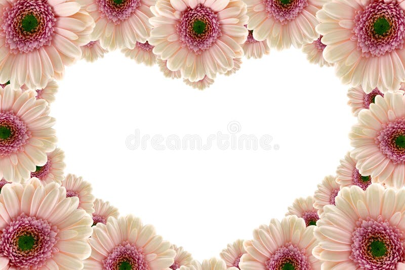 Pink Gerberas stock image. Image of pink, blooms, daisy - 30638997