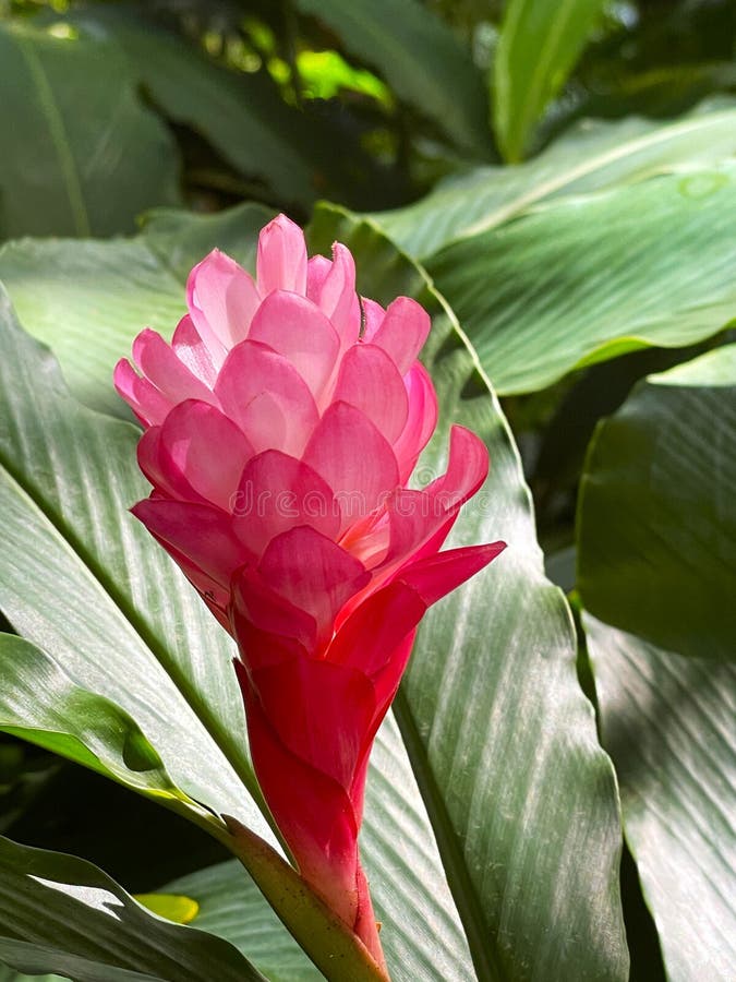Stunning Hawaiian Pink Ginger Stock Photo - Image of green, variegated ...