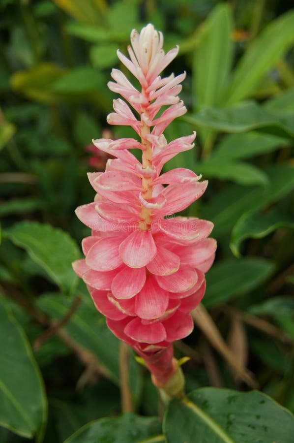 Pink Ginger Flower. stock image. Image of green, pink - 26008623
