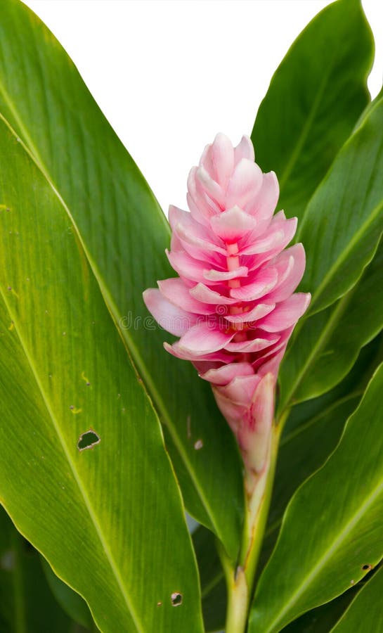 Pink Ginger Flower. stock image. Image of green, pink - 26008623
