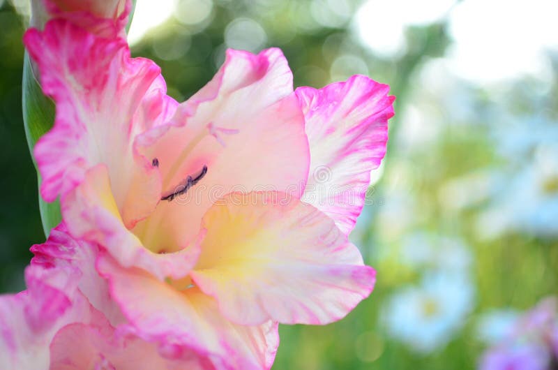 Pink Gladiola Blossom stock image. Image of pinkgladiolas - 97971669