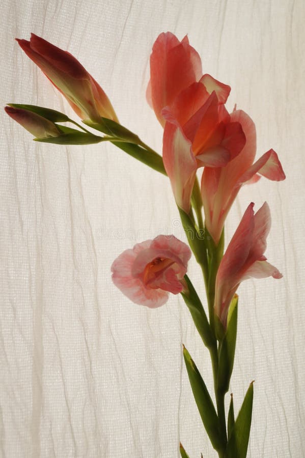Pink gladiolus stock image. Image of botany, vitality - 74016321