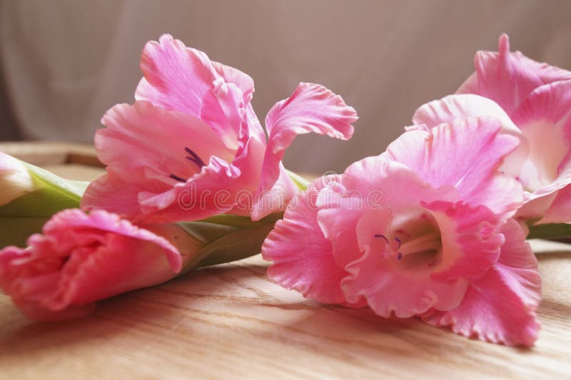 Pink Gladiola on a Dark Blue and Wooden Background Stock Photo - Image ...