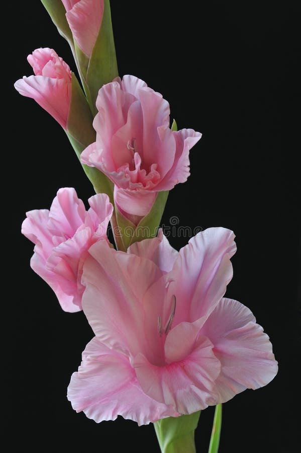 Pink Gladiolas stock image. Image of natural, delicate - 9940361